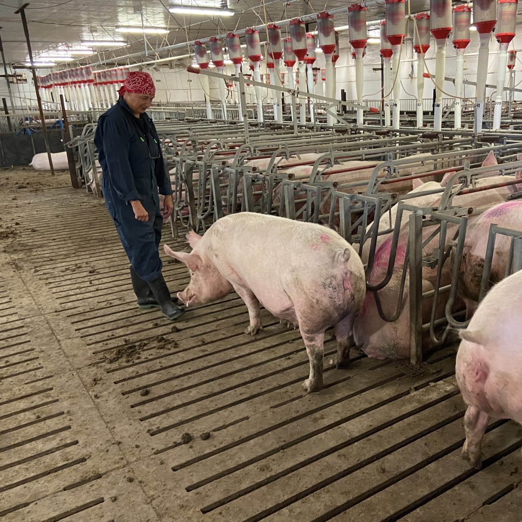 Basics of Sow Welfare – Sow Housing Systems