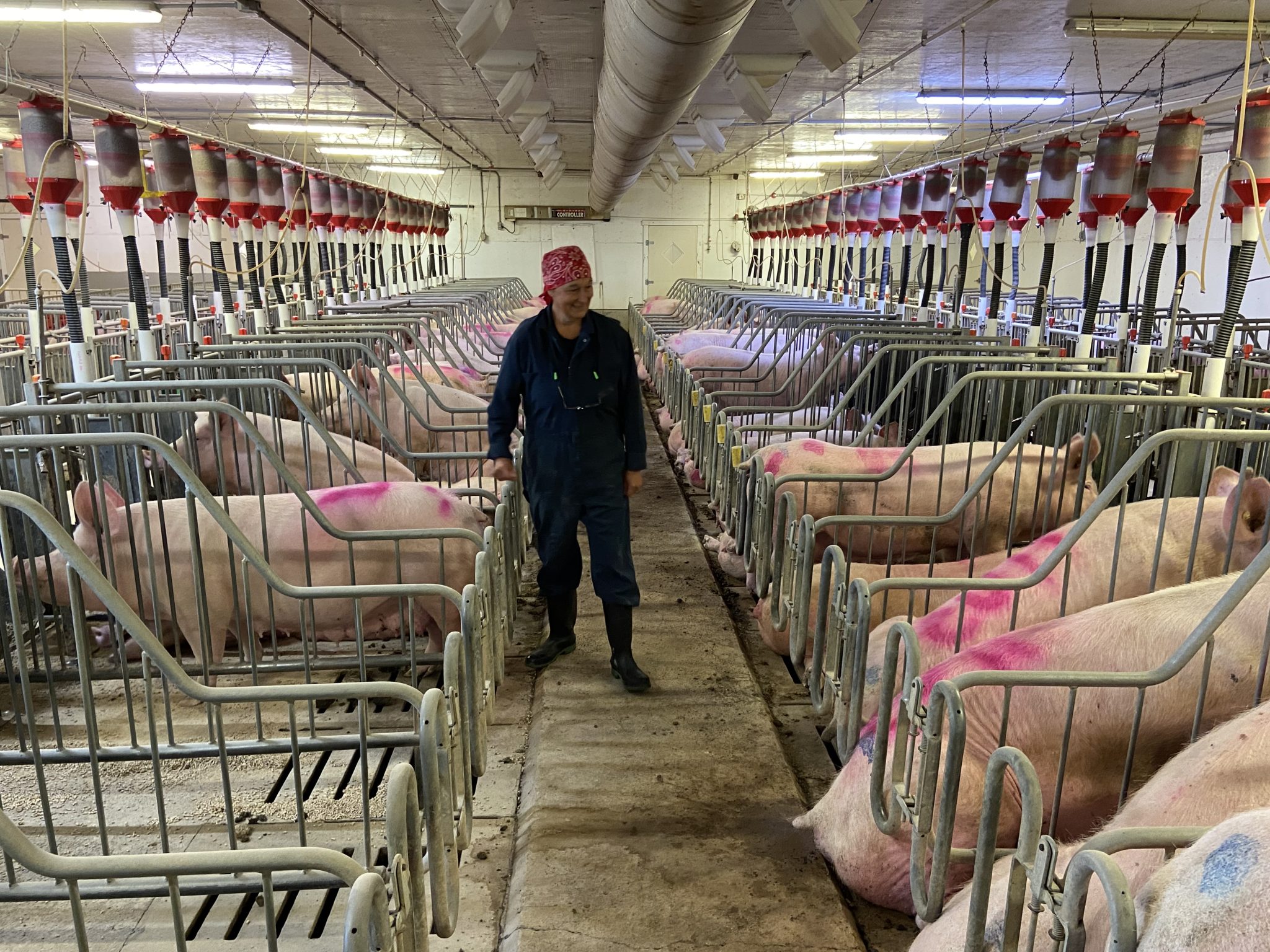 Sow Housing Systems – Your resource for sow housing