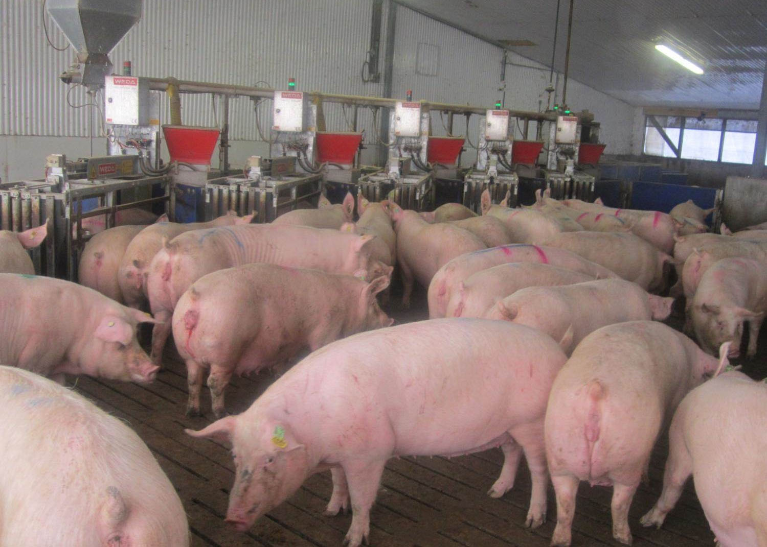 Basics of Sow Welfare – Sow Housing Systems